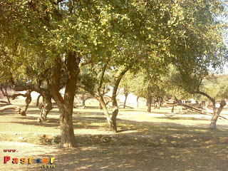 SULEHRI`S SECRETARIAT: PASRUR