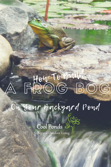 How to Build a Frog Bog