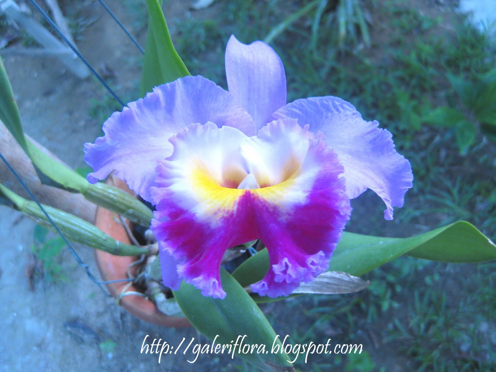 Galeri flora: Koleksi Orkid