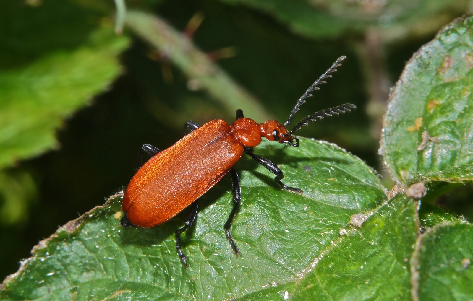 Northwest Norfolk Naturalists: Red-headed Cardinal Beetle