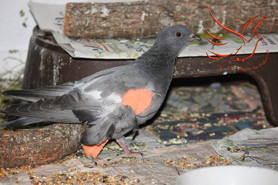 Mis amigas las palomas: Tratamiento ALA ROTA