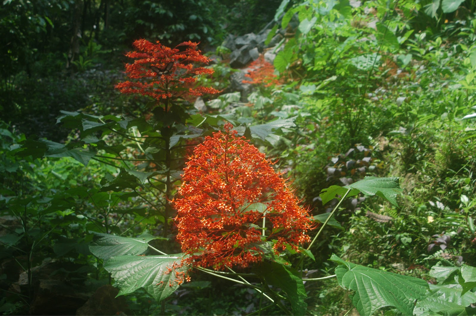 ગુર્જરવાણી - Personal Blog : Devasia M sj: A beautiful flower of Keralam