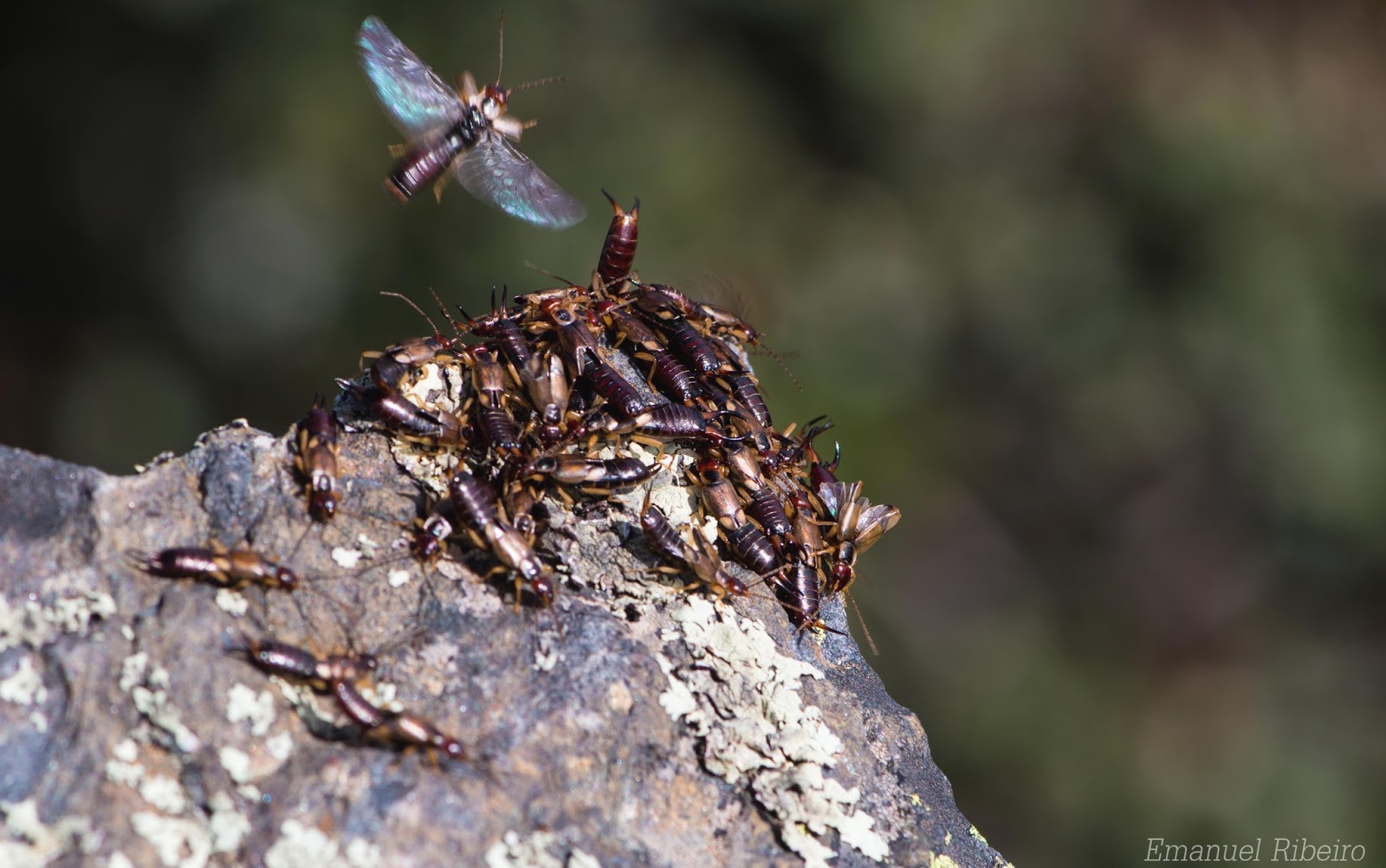 UM DIA DE CAMPO: Bicha-cadela, um insecto a conhecer