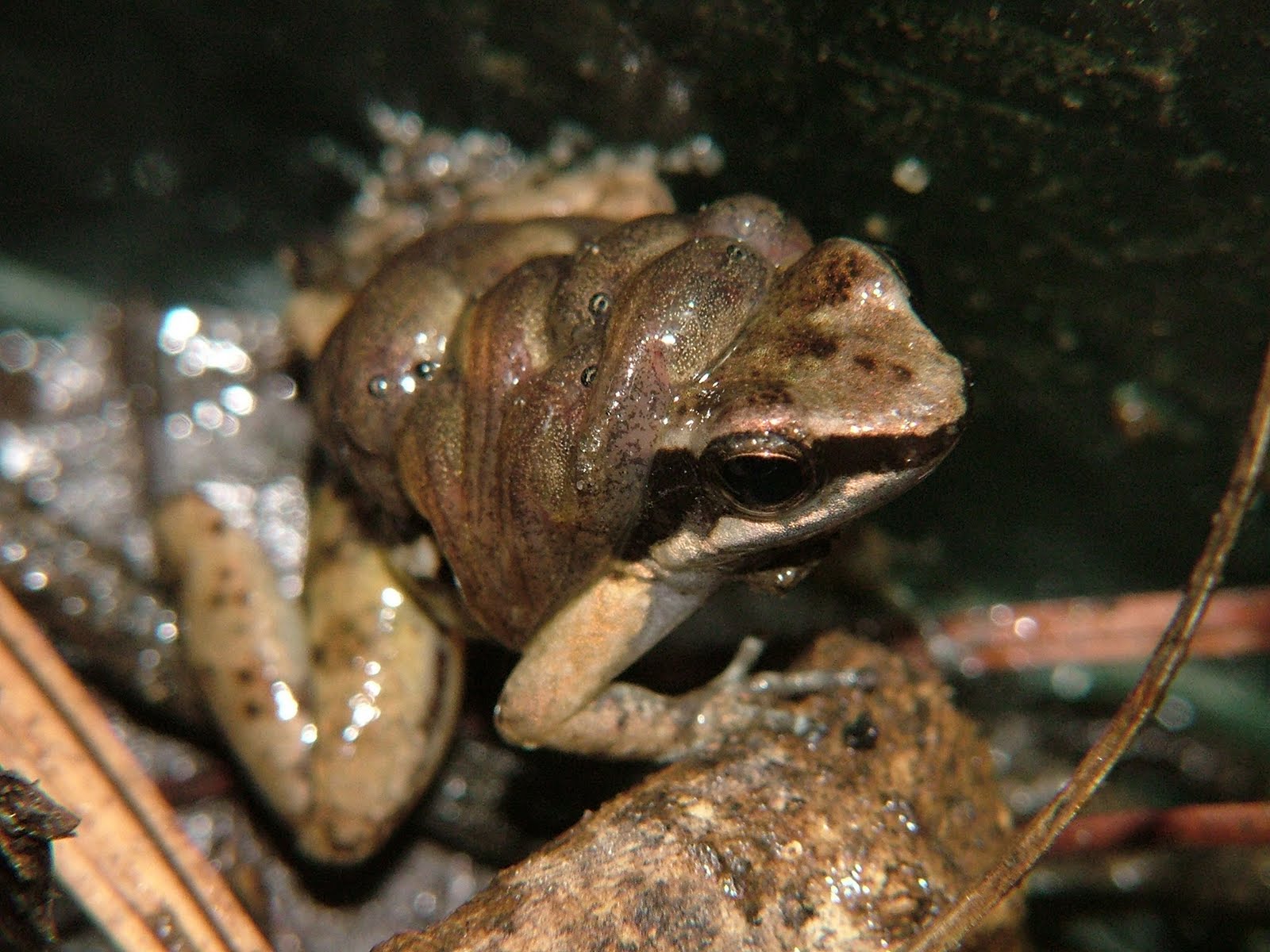 Froglife news: Glasgow-Trinidad froglinks