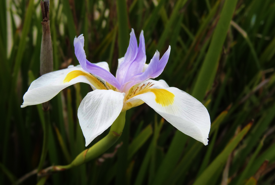 NixPages: SPRING FLOWERS