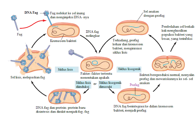 Reproduksi Virus fag: 2.Siklus Lisogenik - BELAJAR BIOLOGI