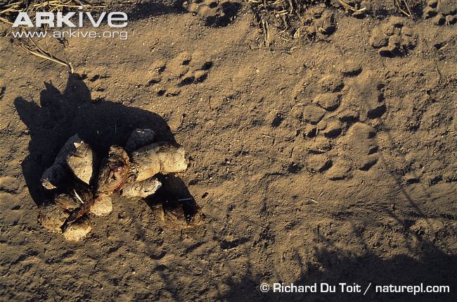 Exotic Animals Register: Guide To The Main Four UK New UK Predator Species