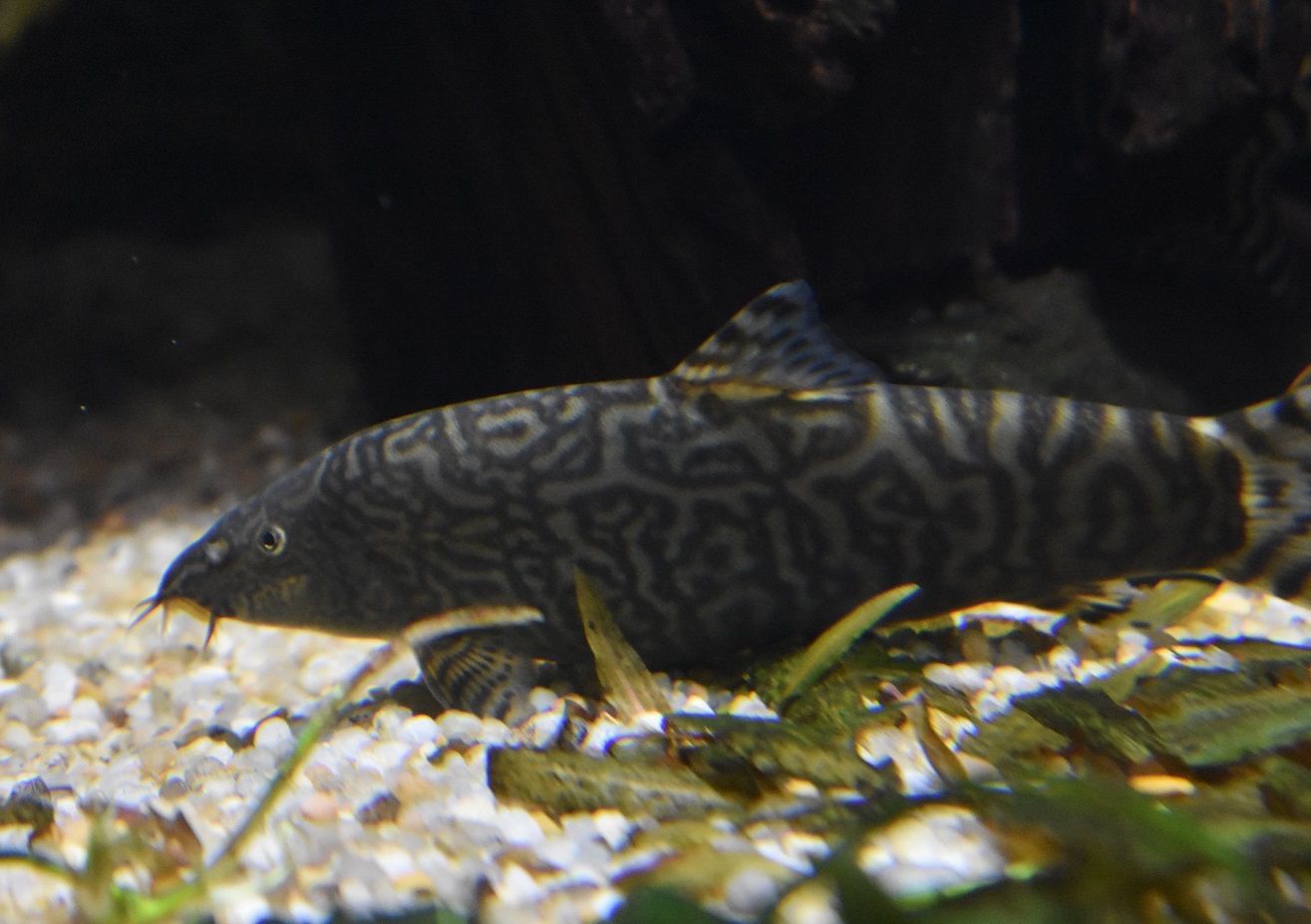 ZOOTOGRAFIANDO (6.100 ANIMALS): LOCHA RETICULADA /ALMORHA LOCHA (Botia ...