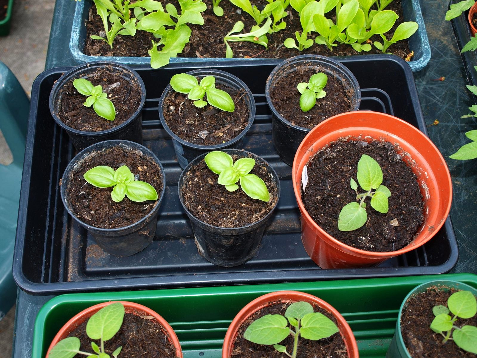 Mark's Veg Plot: Pricking out and potting on