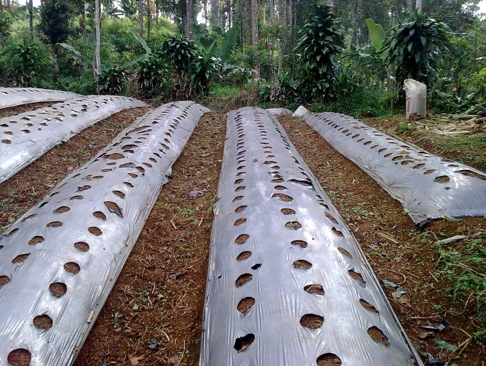 Rahasia Sukses Cara Menanam Cabai Sekala Kecil & Besar, Dijamin Berbuah ...