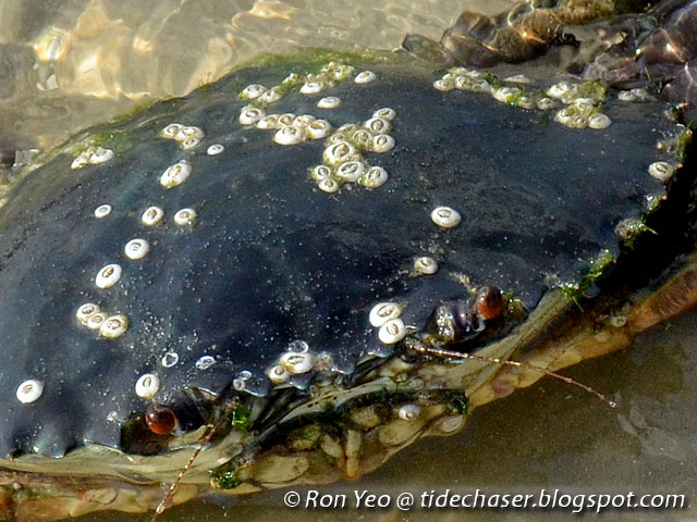 tHE tiDE cHAsER: Barnacles (Phylum Arthropoda: Infraclass Cirripedia ...