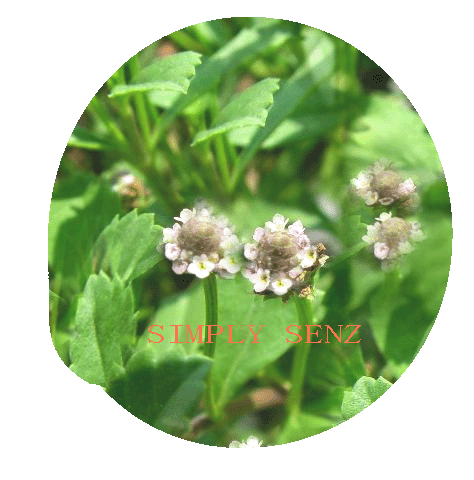 Simply Senz: Skin Deep Herbal Healing Therapy