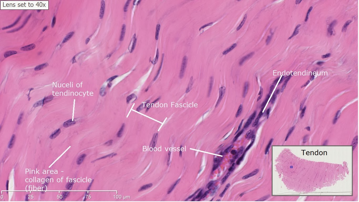 Tissue Bio Lab: January 2014