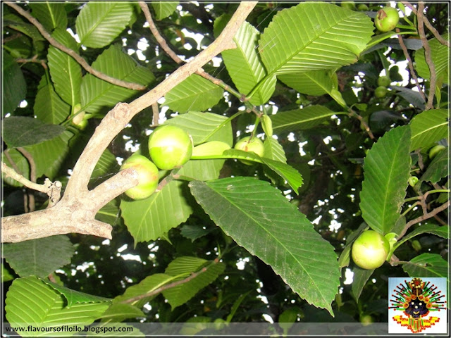 The fruit of the catmon tree