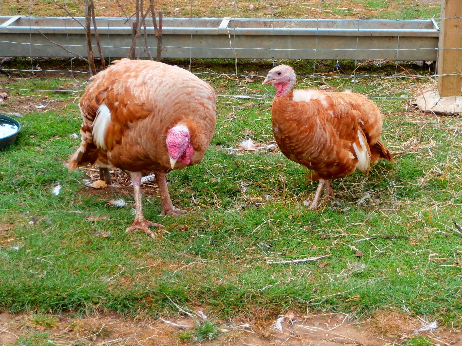 Smallholding: Pleasure or Profit: Rare breed profile - Bourbon Red Turkeys