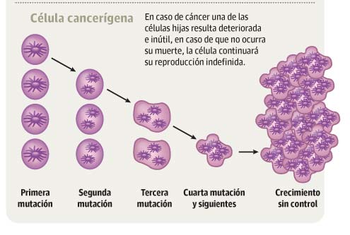 CUSEVI Y PEMACO: LAS CÉLULAS Y EL CANCER