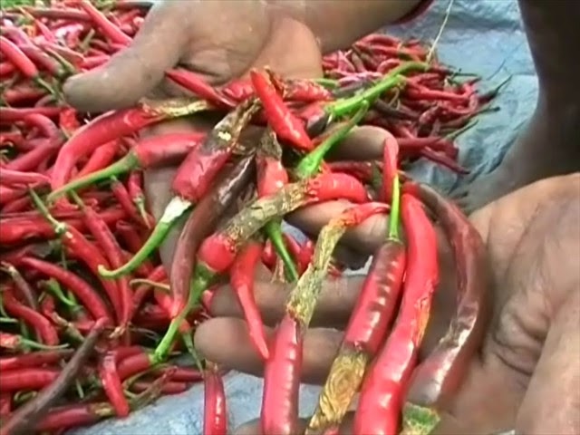 AgroPlus Media: Mengendalikan Penyakit Antraknosa pada Tanaman Cabai