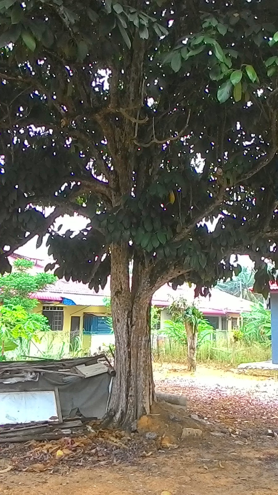 RosliThnin: Buah Mentega Ayer Merbau Melaka