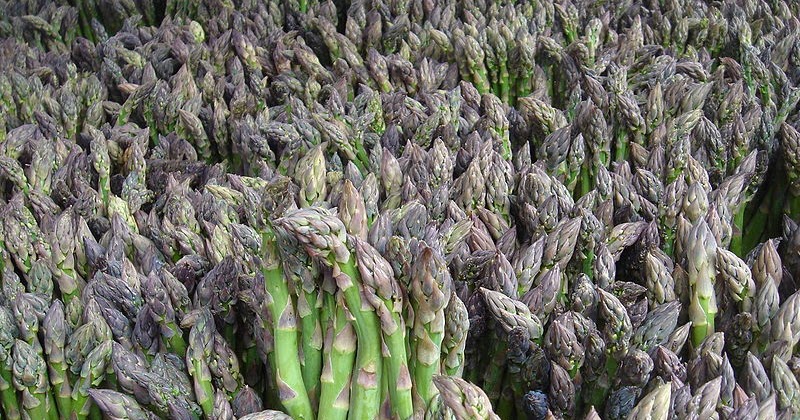 HOW TO PREPARE AND MAKE AN ASPARAGUS BED |The Garden of Eaden