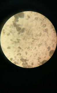 Farmakognosi: Amylum Oryzae