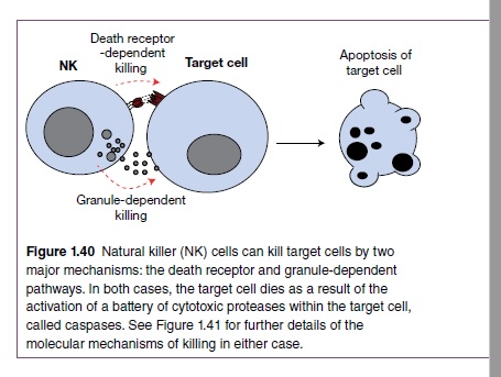 Natural Killer Cells Kill Virally Infected Cells - pediagenosis