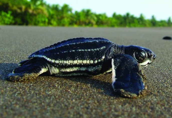 BIO227Fall2015.01: The Leatherback Sea Turtle