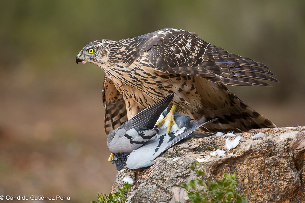 AZOR COMUN - Accipiter Gentilis | Observatorio de la Naturaleza