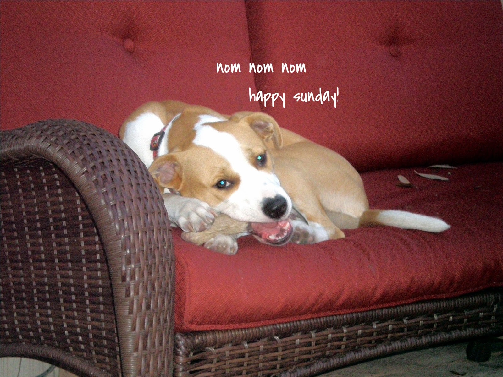 the dog mom: happy sunday!