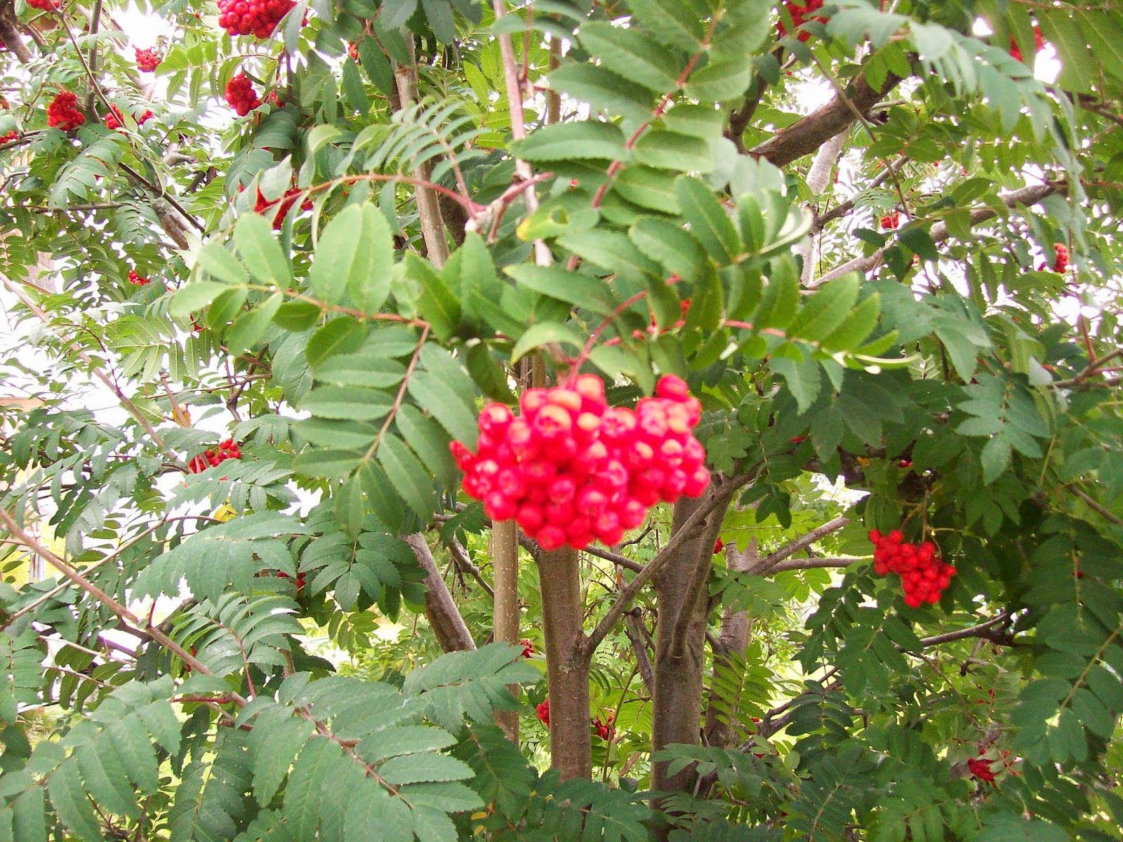 Wicked Raven Farm Blog: The Beauty and Benefits of Growing Rowan