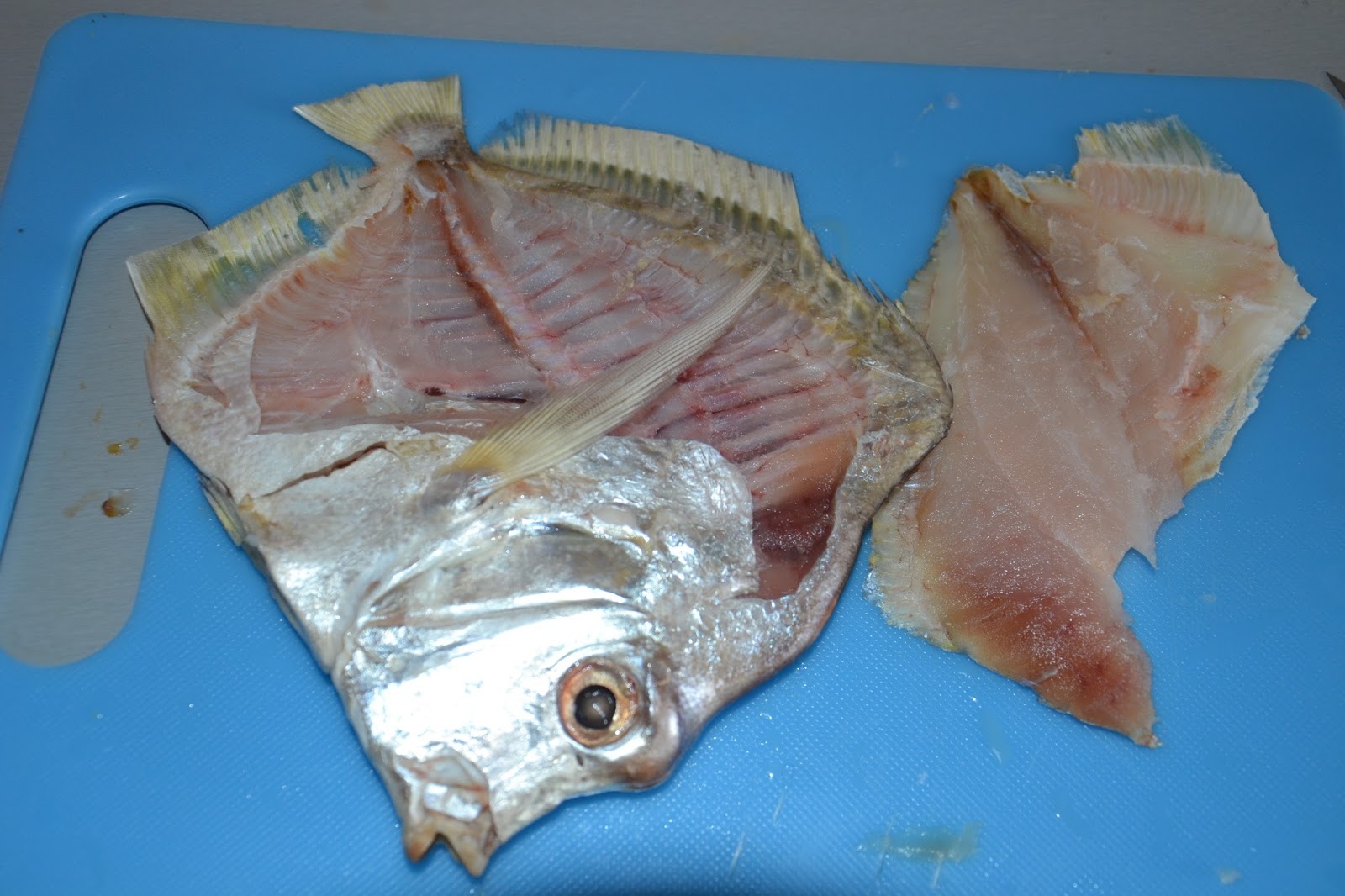 Oppdag Fisk!: Afrikansk Ljåfisk/African Sicklefish/Drepane Africana ...