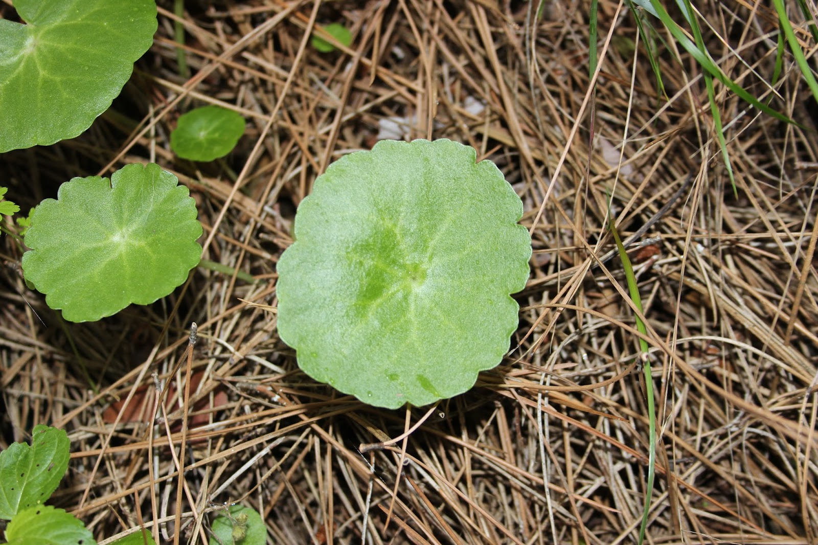 Biodiversity of Cyprus by NGO Protection of the Natural Heritage and ...