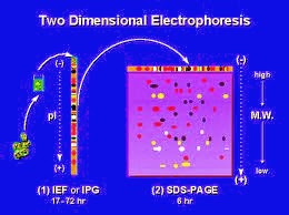 jendela dunia: koloid