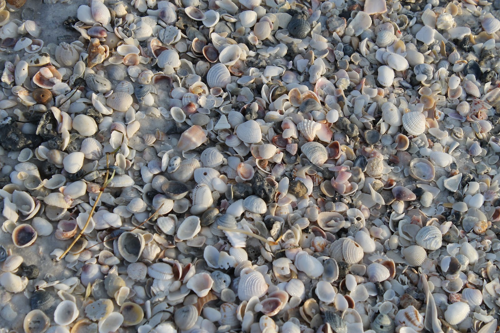 The Traveling Altners