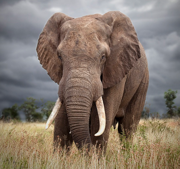 25 breathtaking photos of elephants ~ Amazing