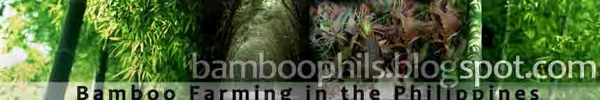 Bamboo Farming in the Philippines: Bamboo Farming as a Viable Global ...
