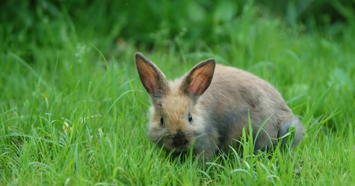Cleanse.Fill.Pour.: Scared Rabbits...