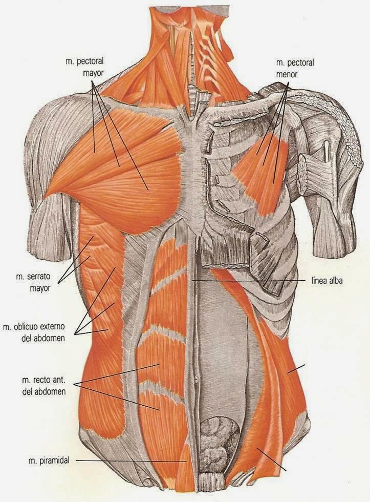 CUARTO SECUNDARIA - EL ORGANISMO HUMANO COMO UNIDAD COMPLEJA Y SU ...