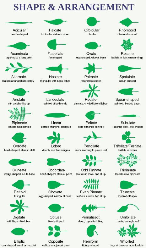 Bio Family 13: Leaf Morphology