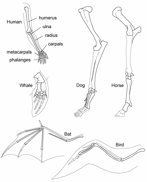 The Mermaid's Tale: The Primate Family Tree: A classroom activity in ...