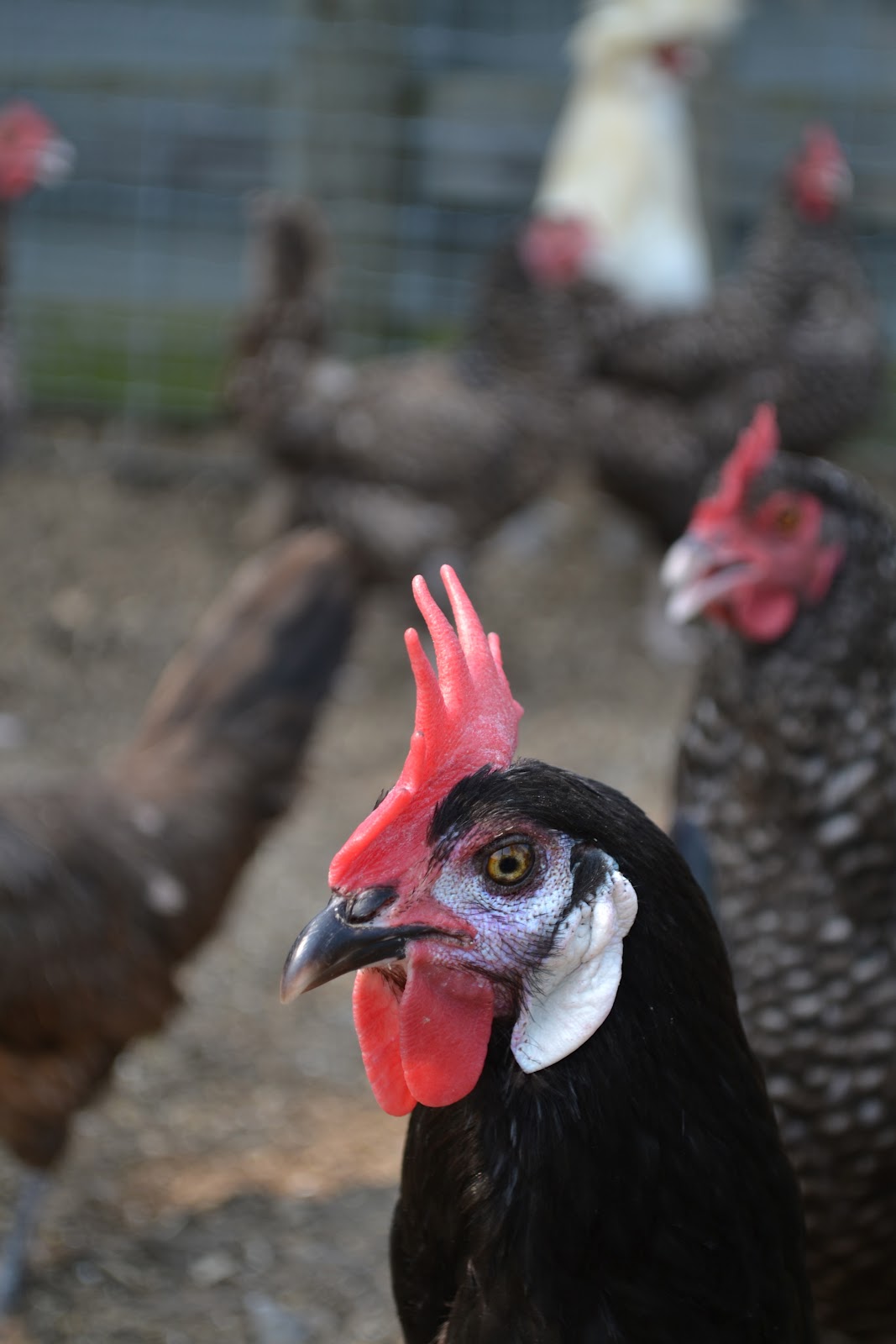 Kitchen Goods and Barnyard Gossip