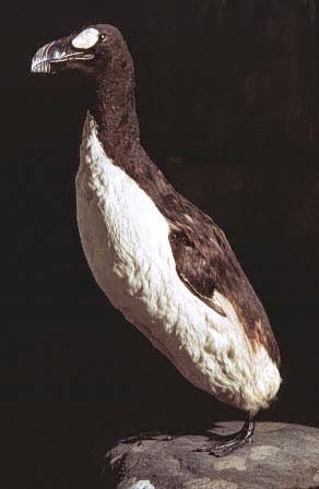 Animal Club: Alca comun y alca gigante (blog -info) todo sobre el alca