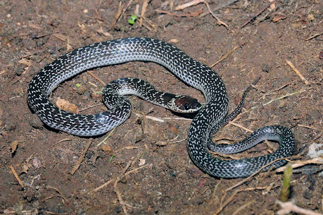 Ular Asli Indonesia: Ular Genteng (Lycodon capucinus)