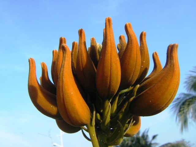 Korat Weekends Blog: Gorgeous African Tulip at Bung Ta Lua Park