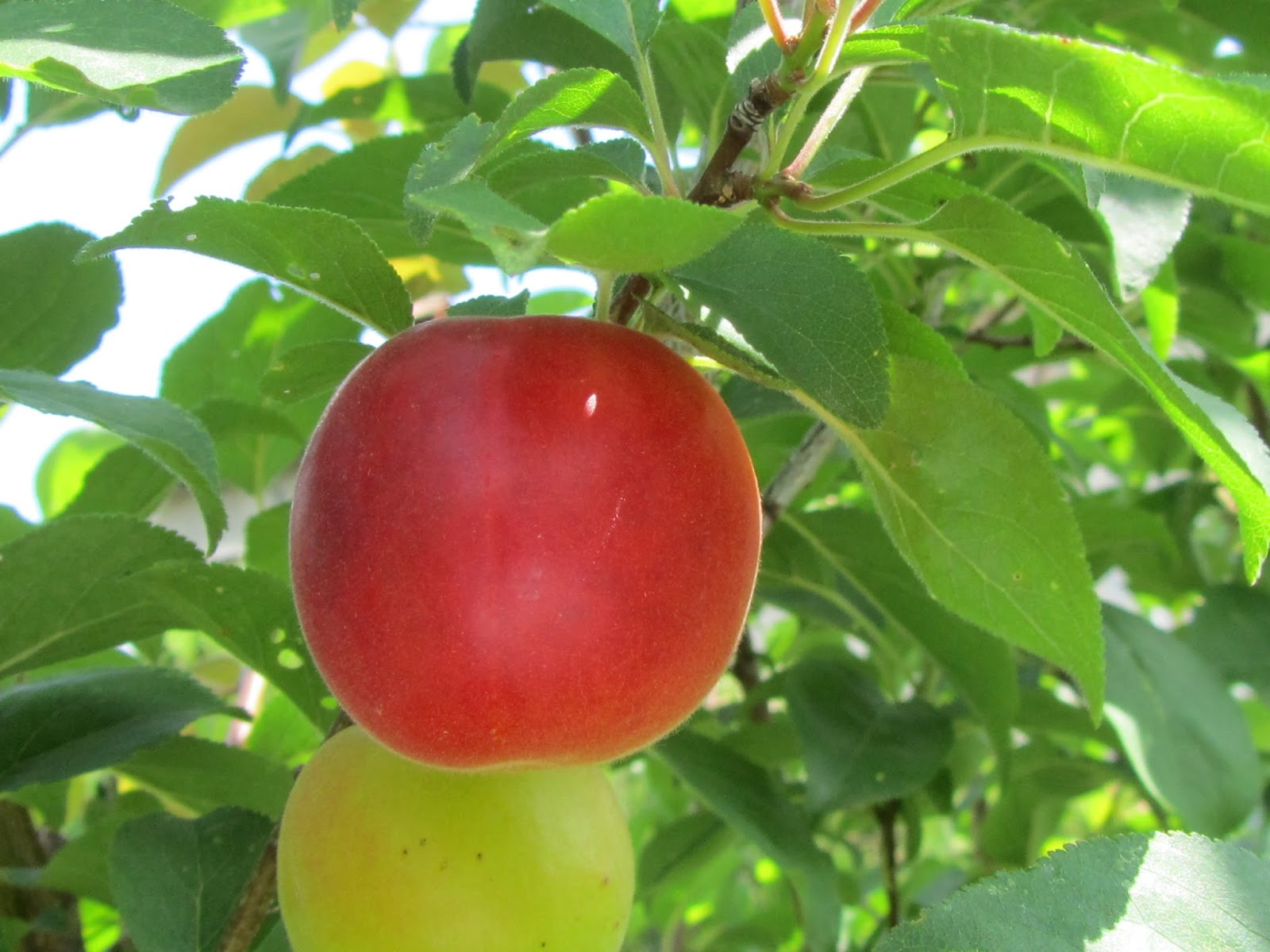 Che cos'è il Biricoccolo o Susincocco (Prunus dasycarpa) ? | Il Gusto ...