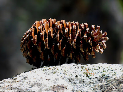 Birding Cascais: A pinha do Pinheiro-bravo (Pinus pinaster) na Serra de ...