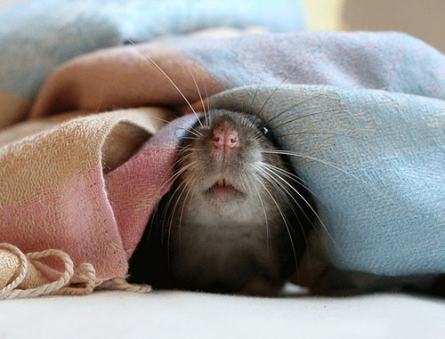 Funny Rats | Funny Images Show