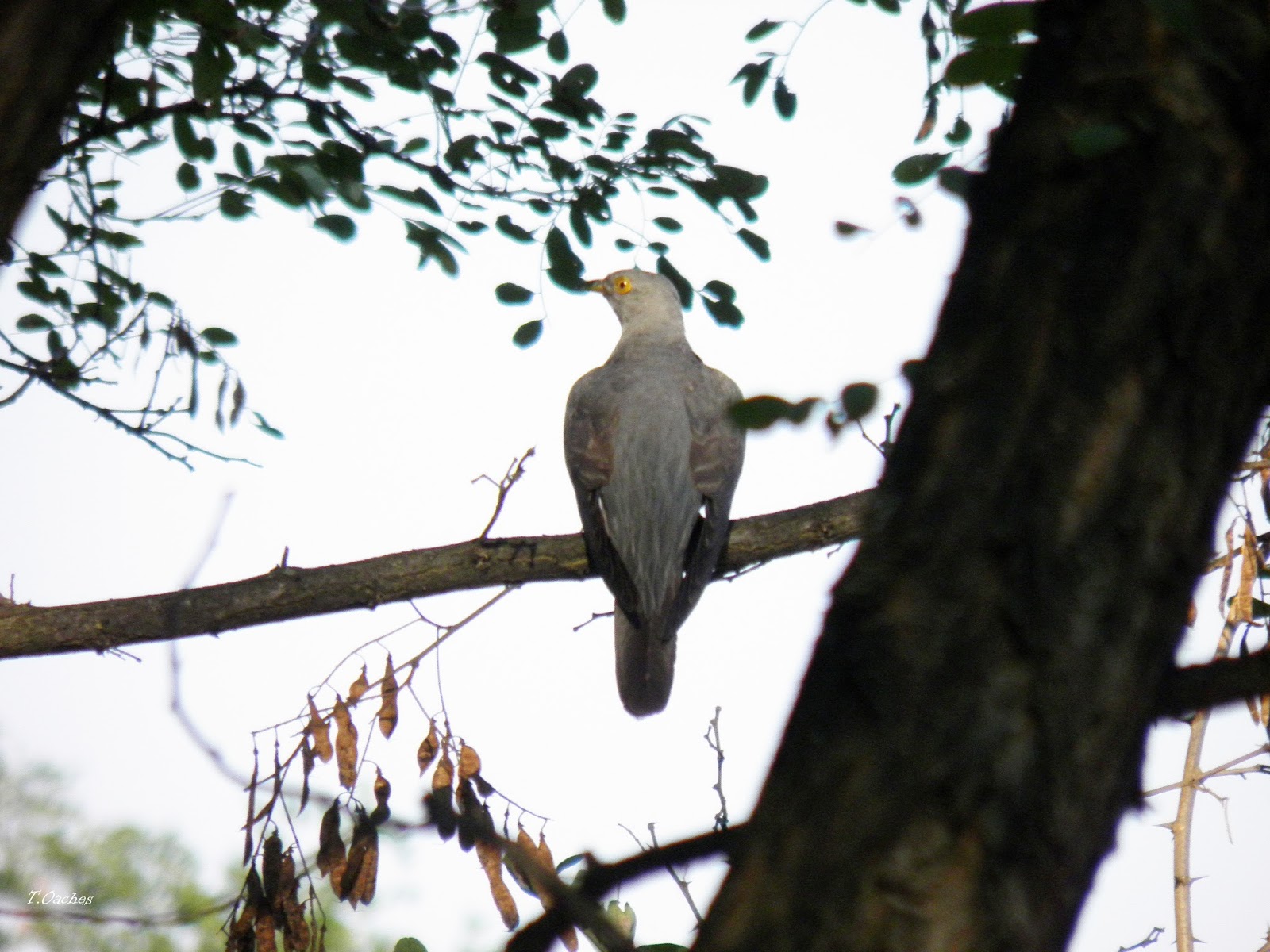 PASARI DIN ROMANIA: CUCUL (2), Cuculus canorus