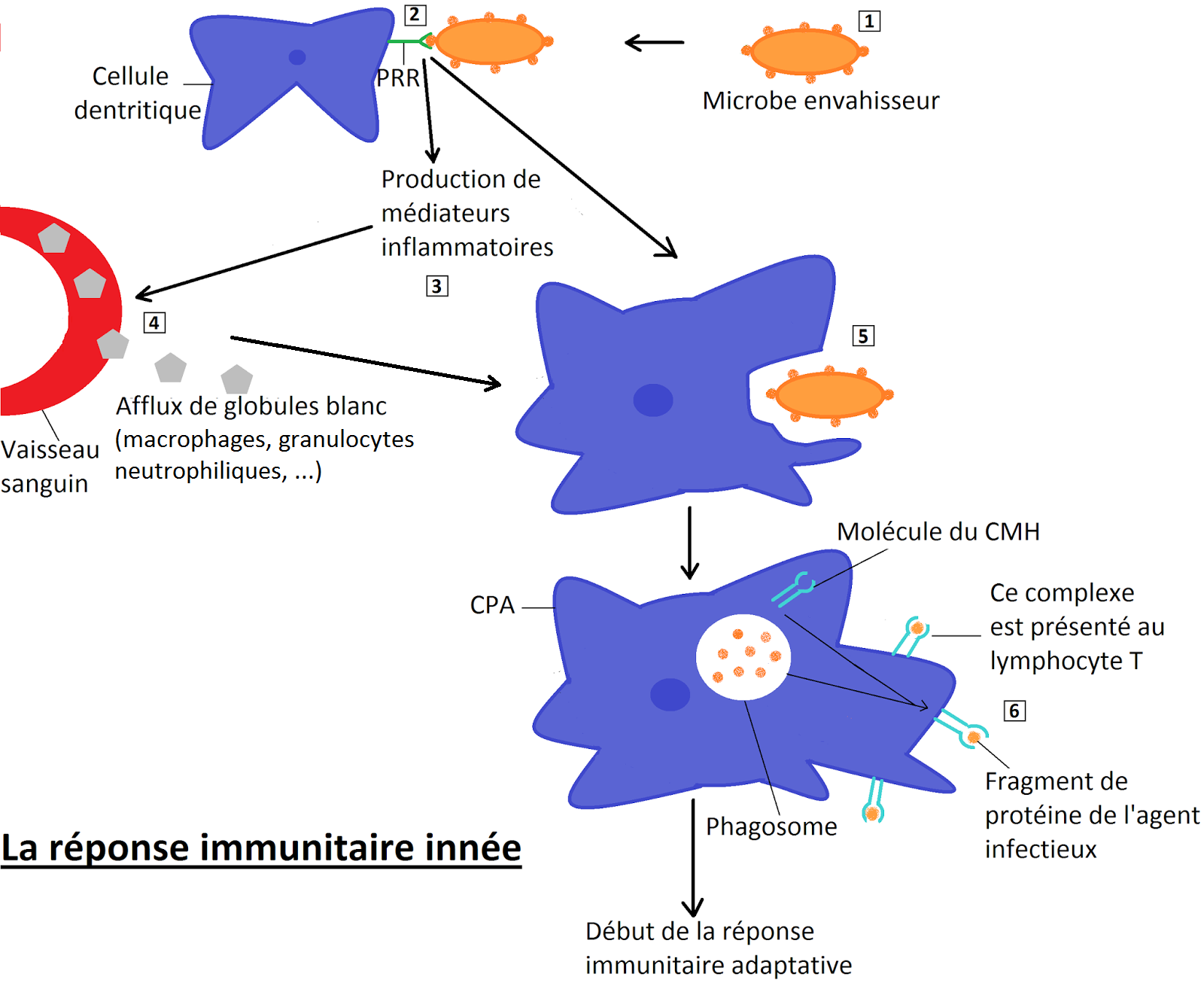 Ça pique, c’est bénéfique !: La réaction immunitaire