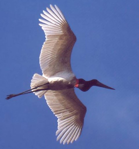 GAVI FICHAS: FICHA TÉCNICA DO TUIUIÚ