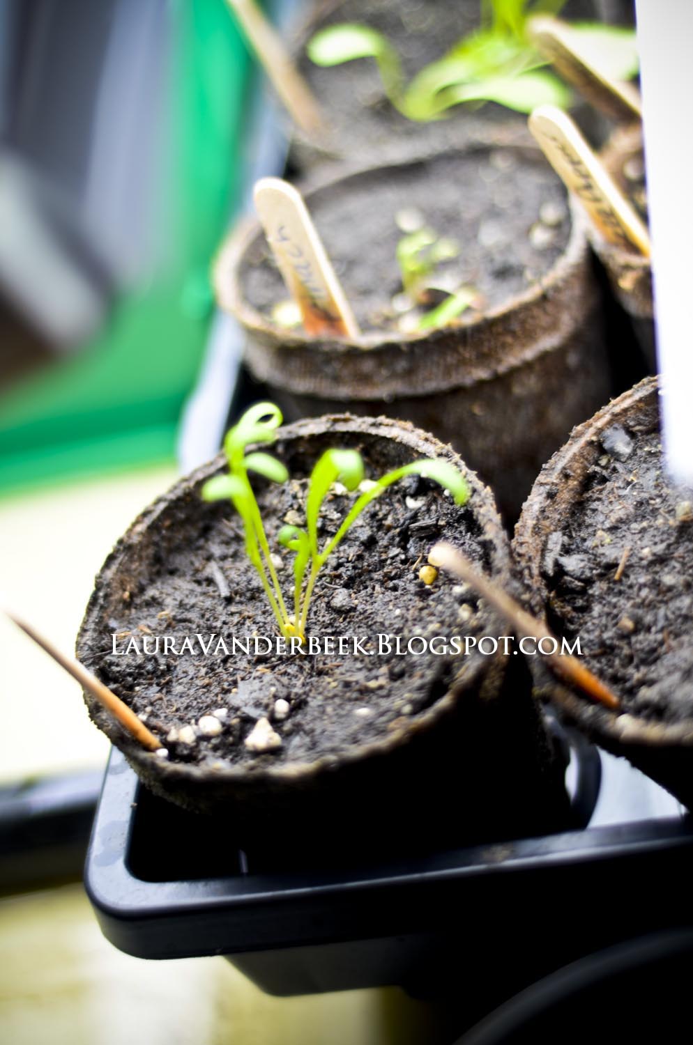 Laura Vanderbeek: March 2012